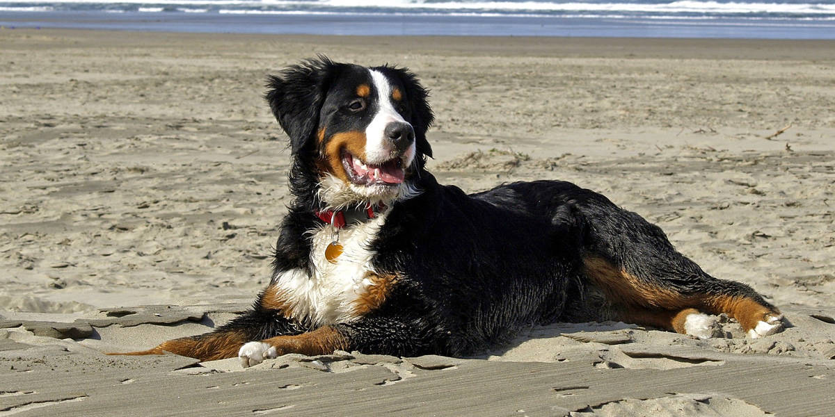 As 17 Raças de Cachorro Mais Bonitas - Portal Ar Livre