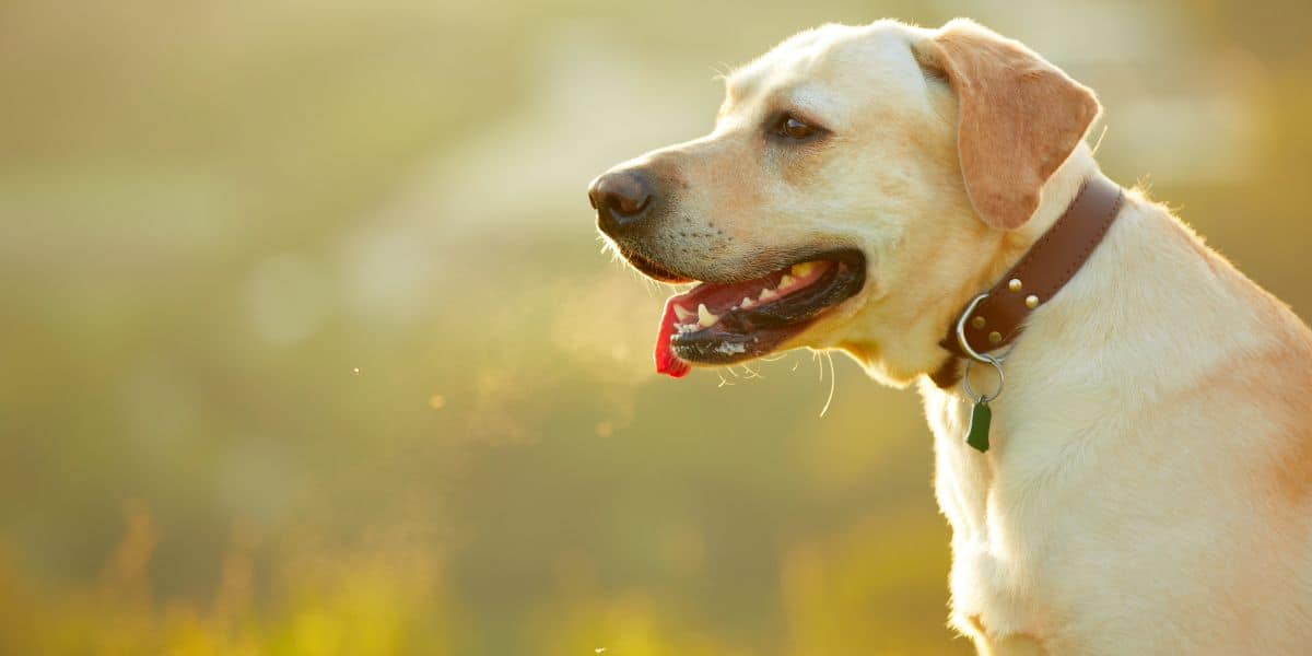 Labrador Retriever: Tudo Sobre a Raça - Portal Ar Livre